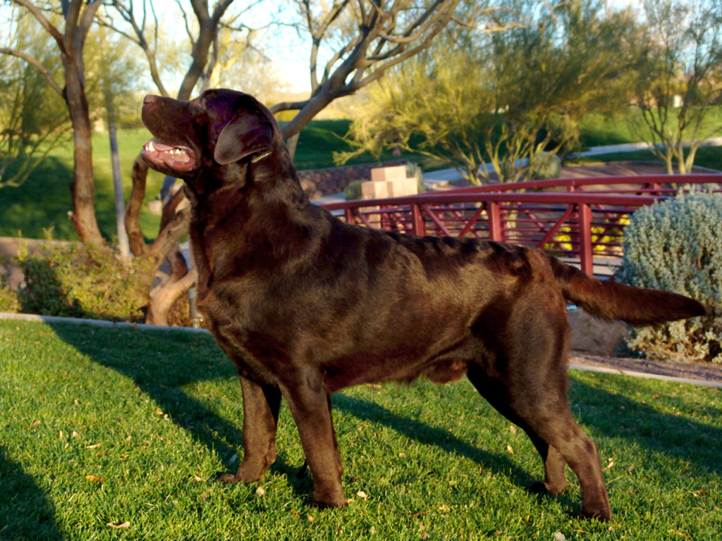 Our Fur Kids | Ricochet Labradors