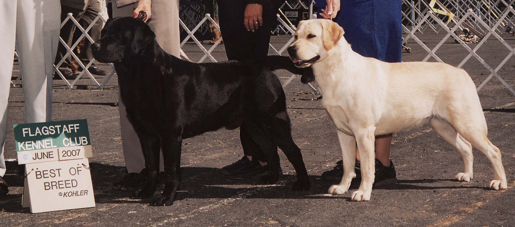 Ricochet Labradors : Arizona English Labrador Breeders – Ricochet Labradors
