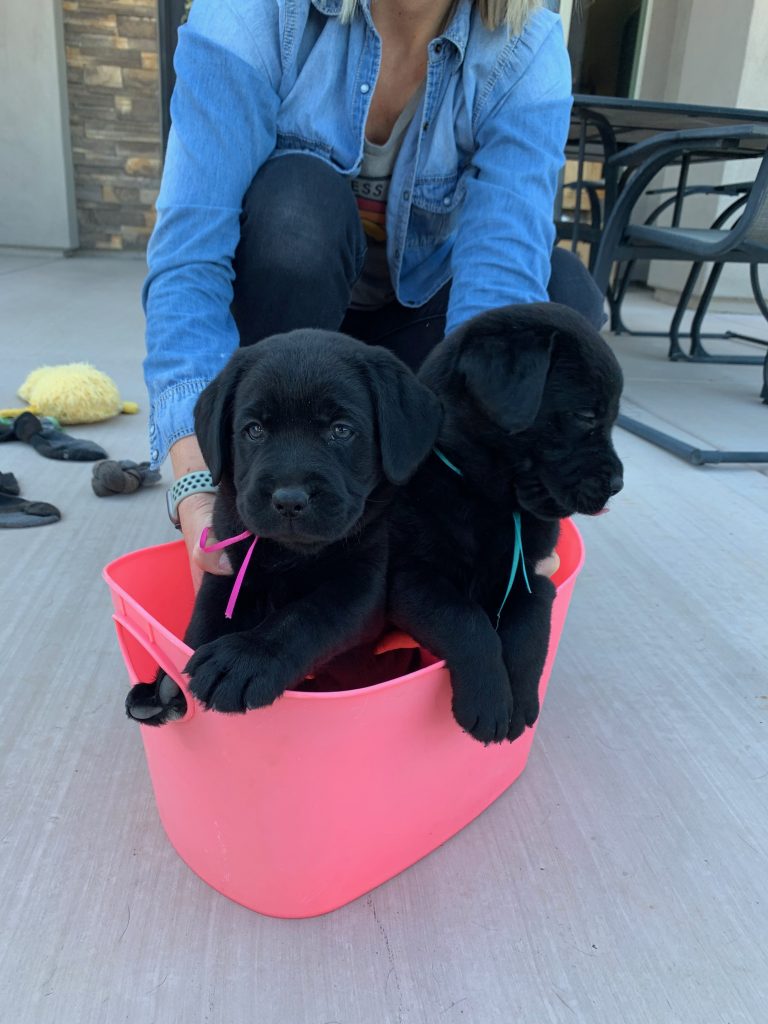 AVAILABLE SOON AVAILABLE NOW | Ricochet Labradors