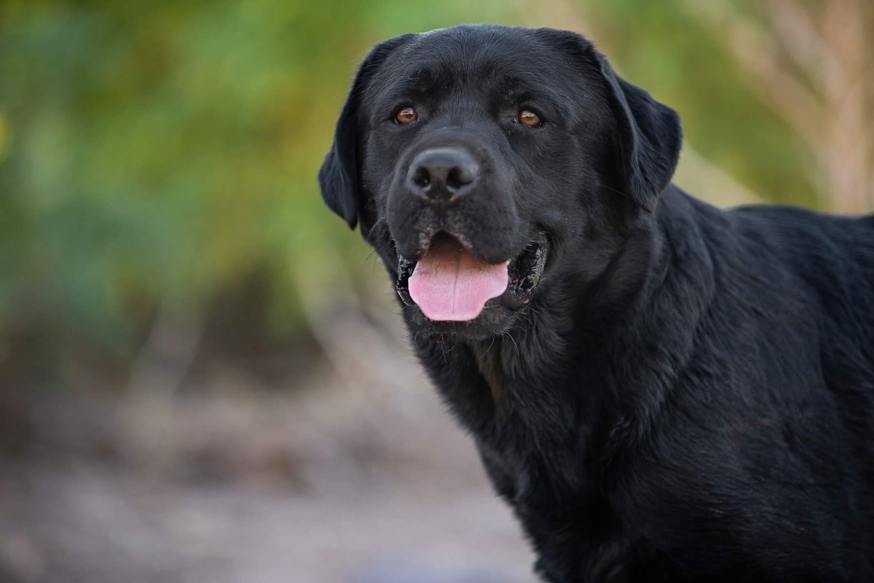 What’s Happening Now & Who’s New in the Pack – Ricochet Labradors